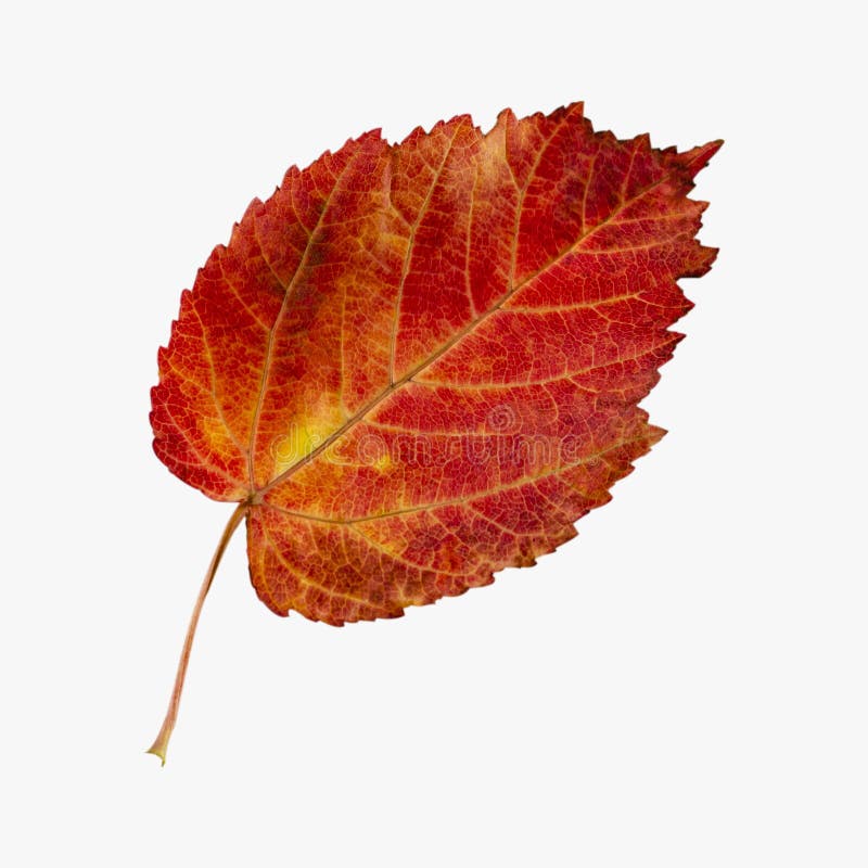 Fall Leaf Isolated on White Background Stock Image - Image of brown ...
