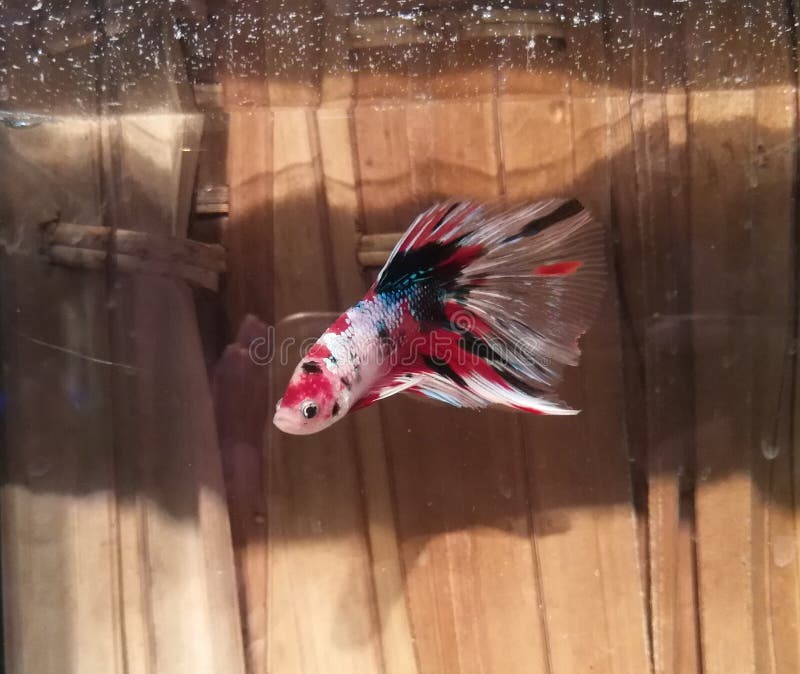 Red beautiful betta fish stock image. Image of thai, fish - 91525059