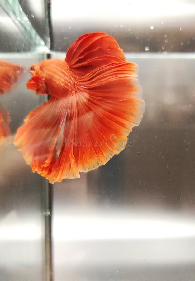 Red beautiful betta fish stock photo. Image of betta - 91525186