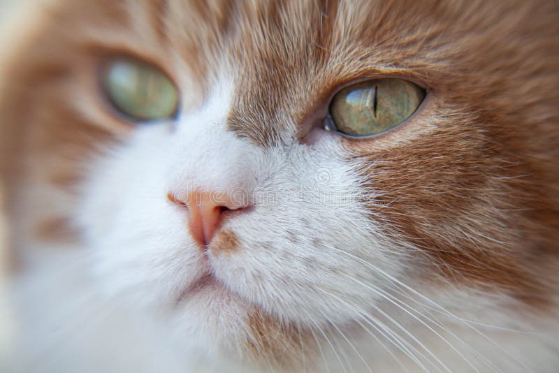 Red Beautiful Cat. Close Up of Face. Stock Image - Image of ears, funny ...
