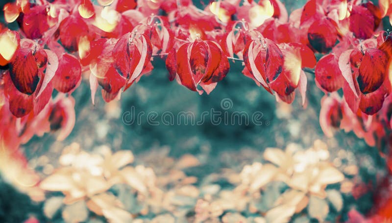 Red Beautiful Fall Leaves, Autumn Nature Background, Banner Stock Photo ...