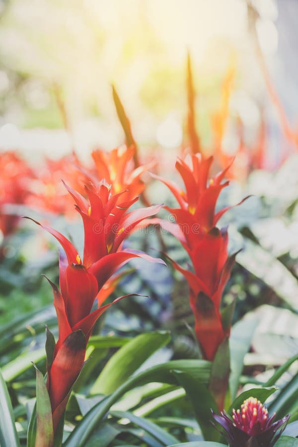 Red Beautiful Flower in Garden Stock Image - Image of meadow, blossom ...