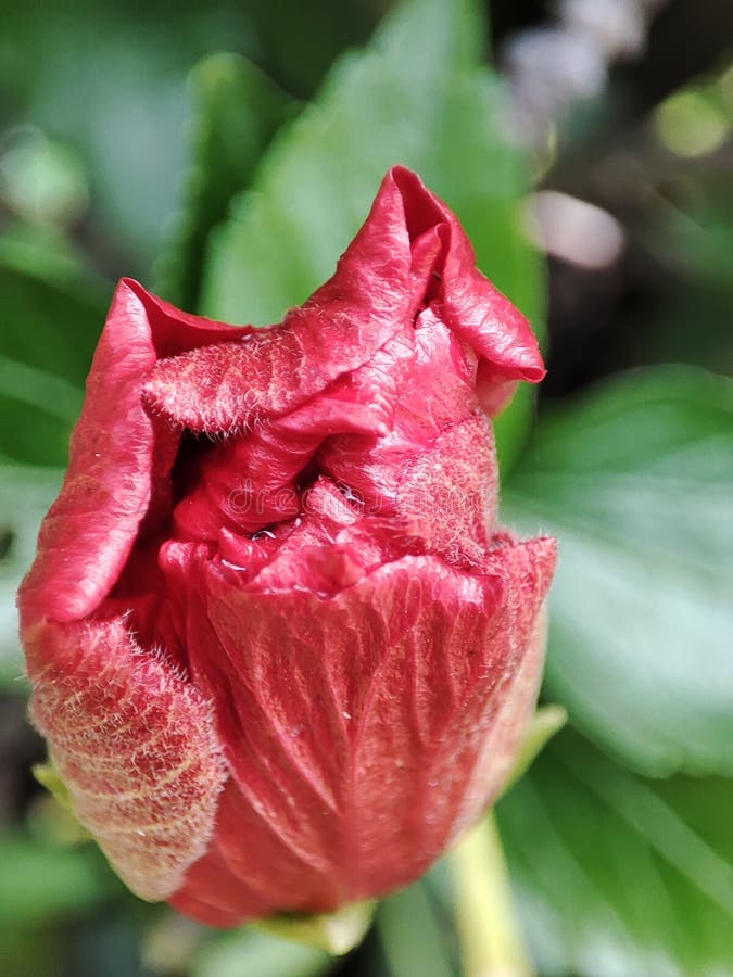 Red Beautiful Flowerone of the Most Beautiful Stock Photo - Image of ...
