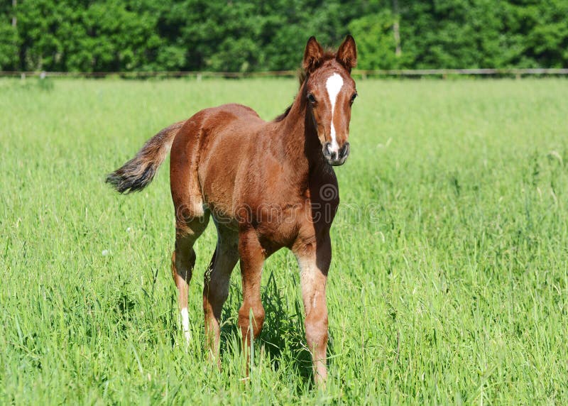 The Red Beautiful Foal Goes Stock Image - Image of herd, animal: 84432965
