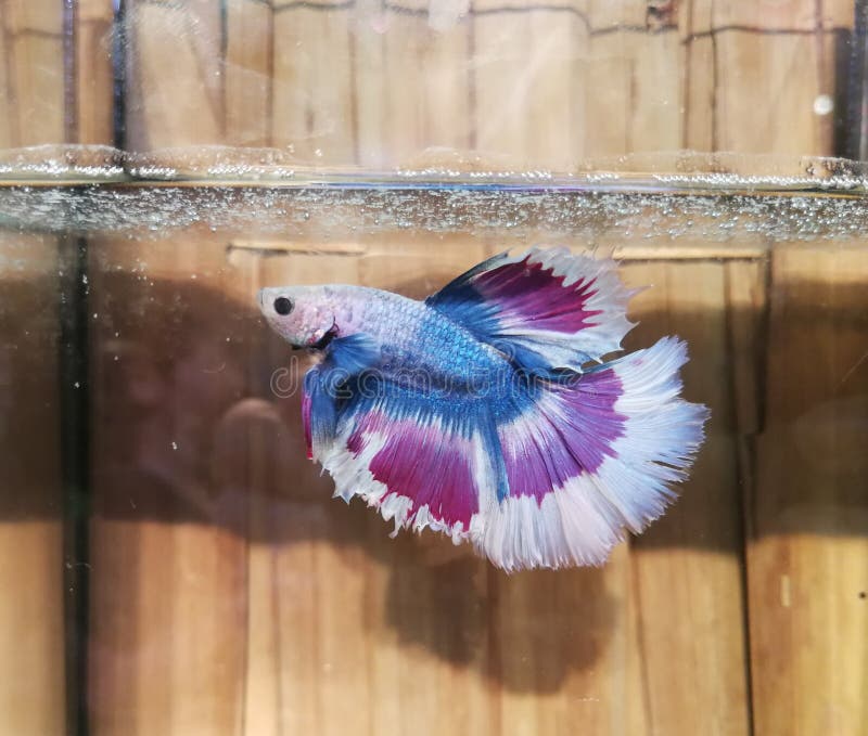 Beautiful Half-moon Tail of Betta Fish Stock Image - Image of halfmoon ...