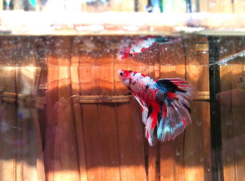 Beautiful Half-moon Tail of Betta Fish Stock Image - Image of betta ...