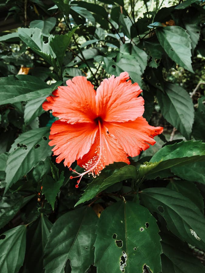 Red Beautiful Hibiscus on a Tree in Garden Stock Image - Image of ...