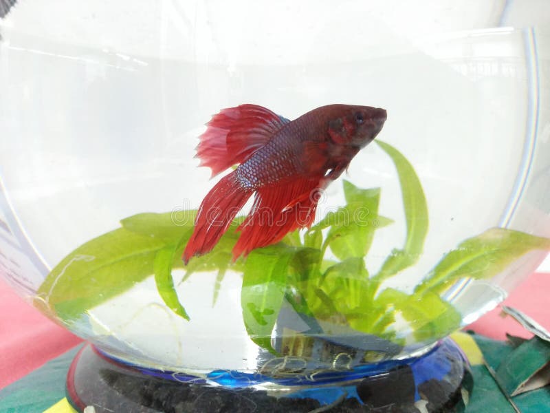A Red, Beautiful Little Fish and Branches Tank Stock Photo - Image of ...