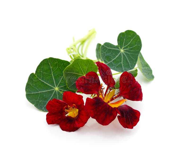 Red beautiful nasturtium stock photo. Image of floral - 208075950