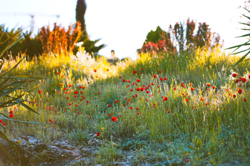 Red Beautiful Poppies on a Spring Meadow in the Rays of the Sun at ...