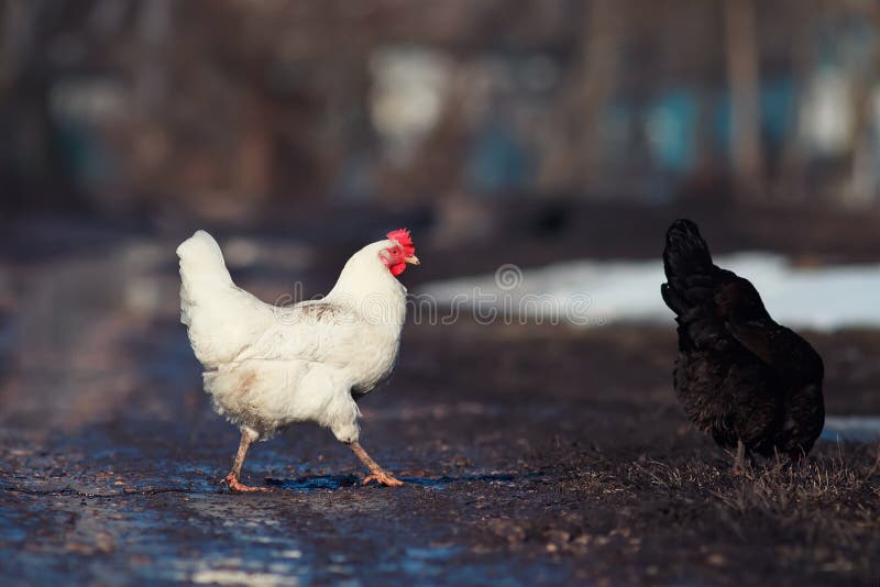 212 Strutting Rooster Photos - Free & Royalty-Free Stock Photos from ...