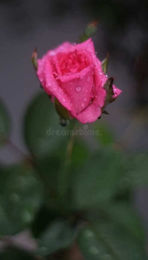 Red Beautiful Rose and Rain Drops on it Stock Image - Image of drops ...