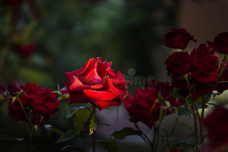 Red Beautiful Rose in Sunlight on a Dark Garden Stock Image - Image of ...