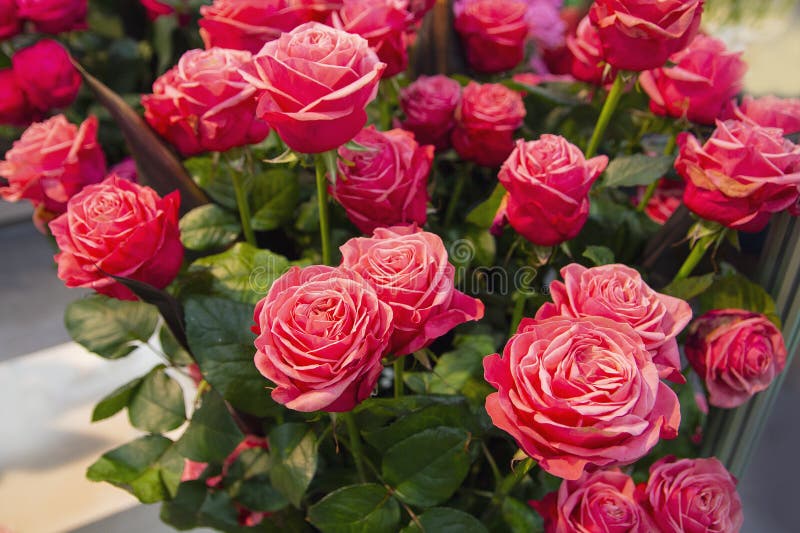Red Beautiful Roses in the Store Stock Photo - Image of market ...