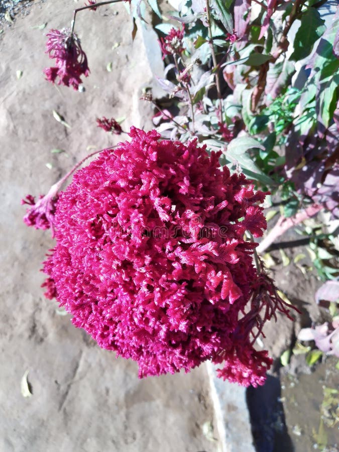 Red Beautiful Velvet Flower Hd Wallpaper Stock Image - Image of ...