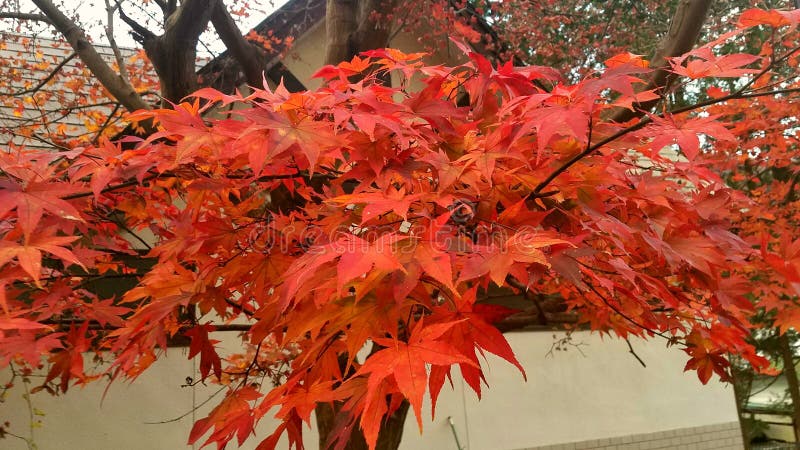 Red stock image. Image of views, beautiful, nice, glorious - 114425149