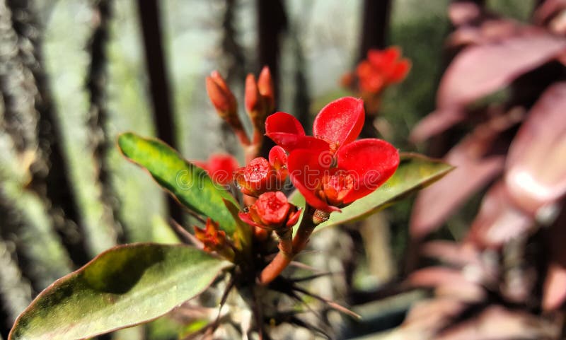 Red Beauty stock photo. Image of blood, beauty, stings - 92908970