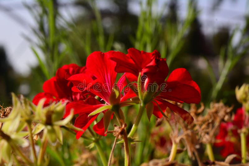 Red beauty stock image. Image of close, macro, focused - 45505819