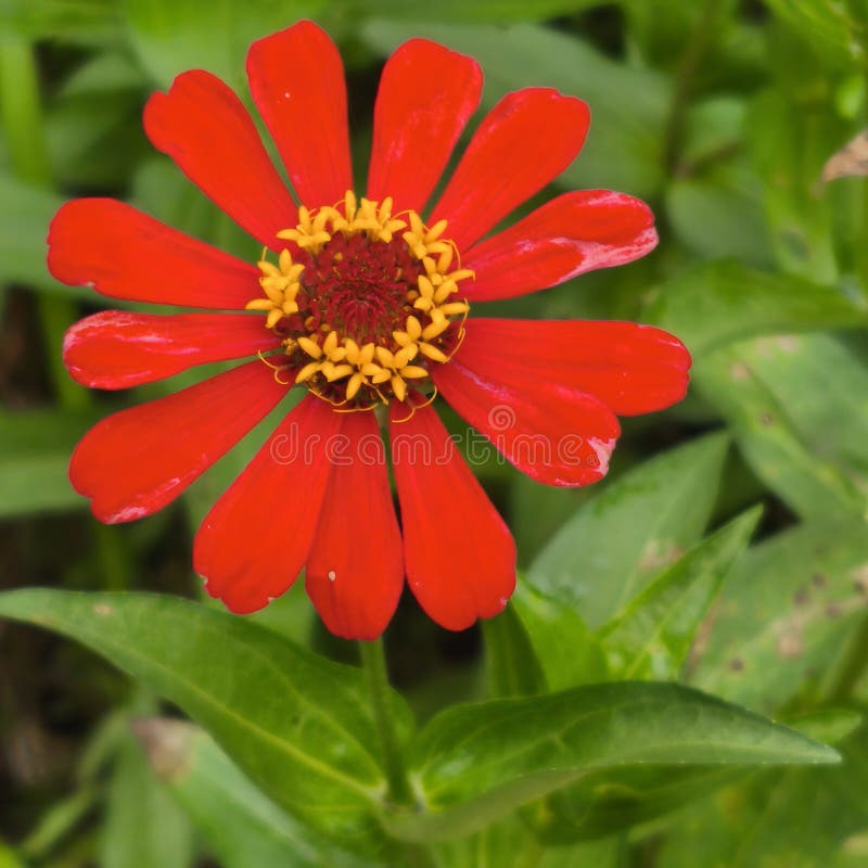 Red Beauty after the Rain in the Summer Stock Photo - Image of zinnia ...