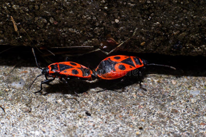 Bedbugs Mate Stock Photos - Free & Royalty-Free Stock Photos from ...