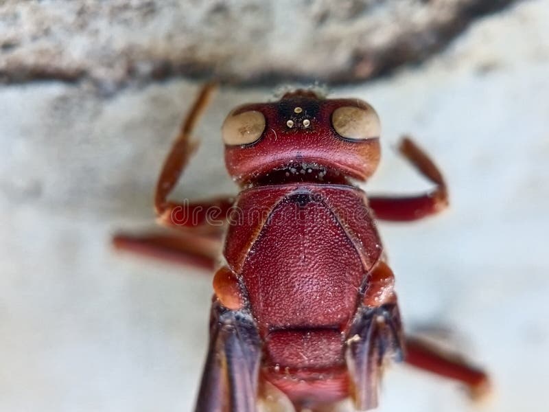 Red Bee Carcass that Has Long Dried Up Leaving an Exoskeleton. Stock ...