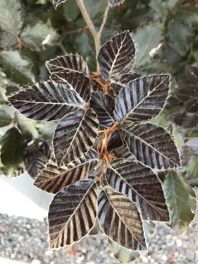 Red beech stock image. Image of street, nature, plant - 118721621