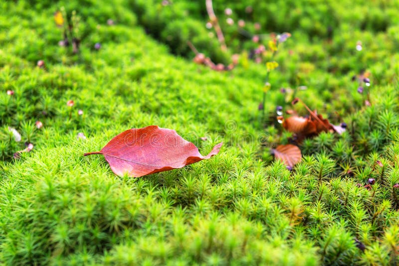 Red beech leaf on the moss stock photo. Image of outdoors - 86679016