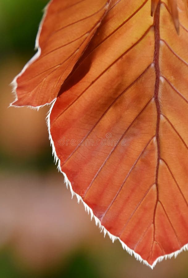 Red Beech tree leaves stock photo. Image of tree, spring - 91971096