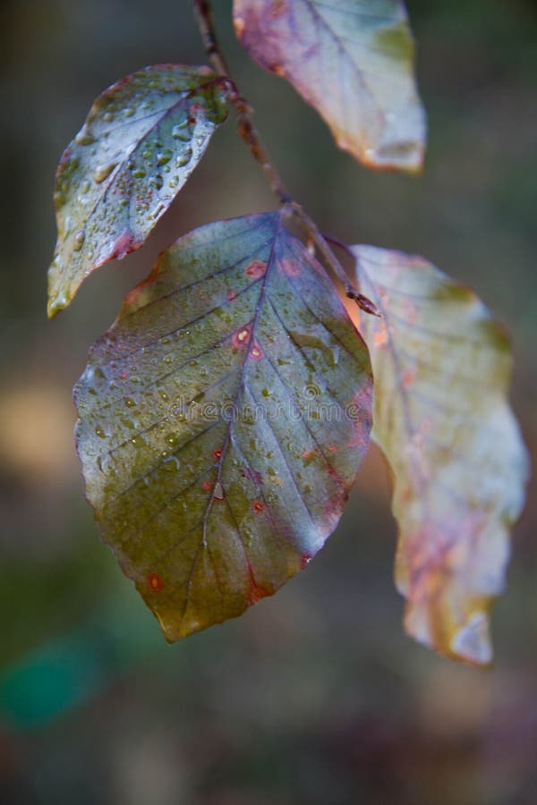 Red Beech tree leaves stock photo. Image of bark, plant - 258470608