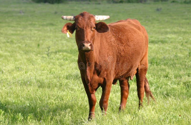Red Beef Cow stock photo. Image of curious, alert, sunshine - 2319760