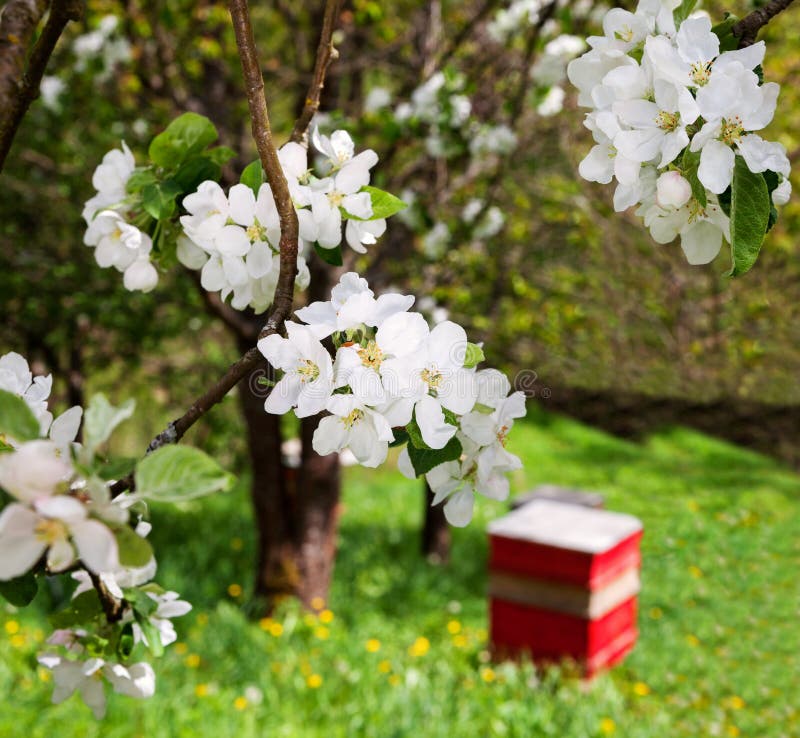 Red beehive on orchard stock image. Image of apple, honey - 137176227