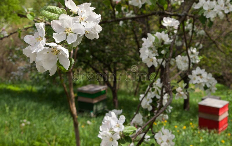 Red beehive on orchard stock photo. Image of nature - 137176274