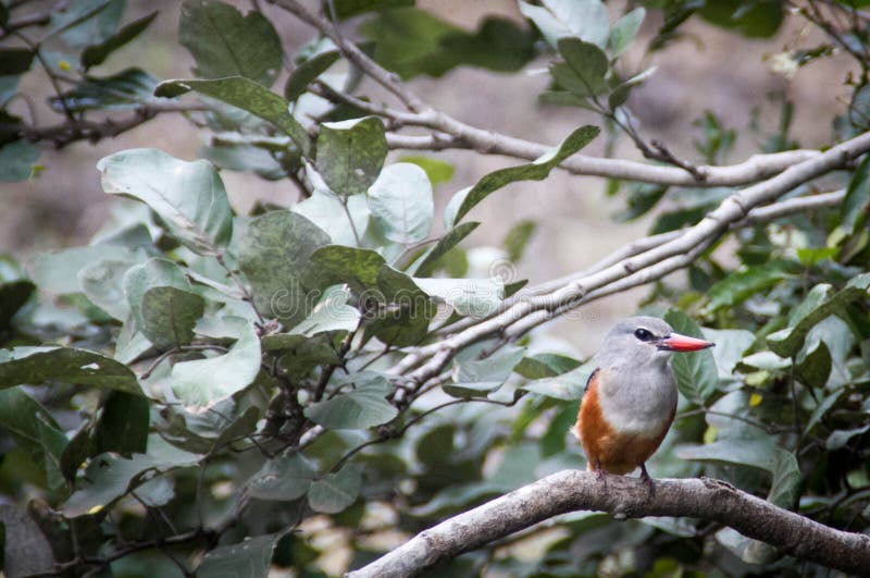 Red beek bird stock image. Image of beek, tree, brown - 90894265