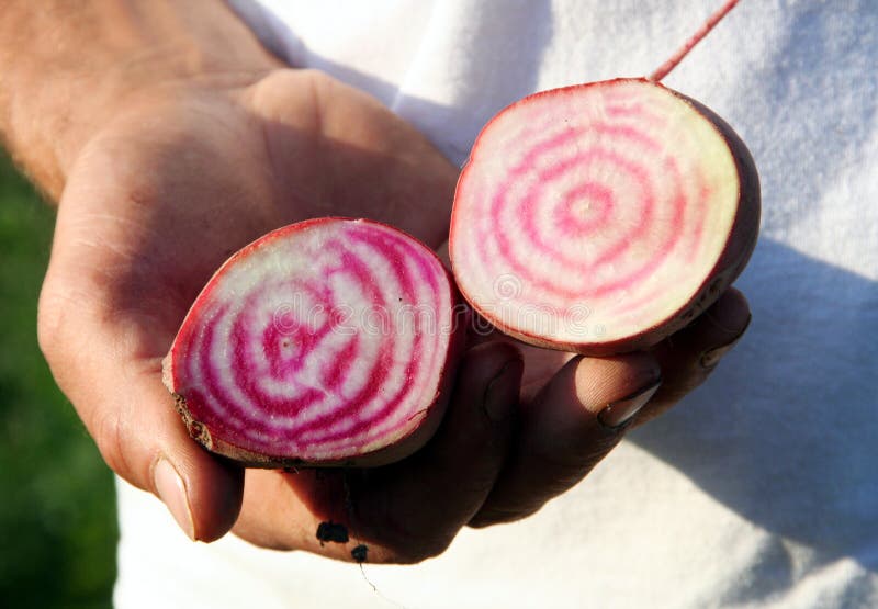 Red beet stock photo. Image of beetroot, beta, garden - 15298692