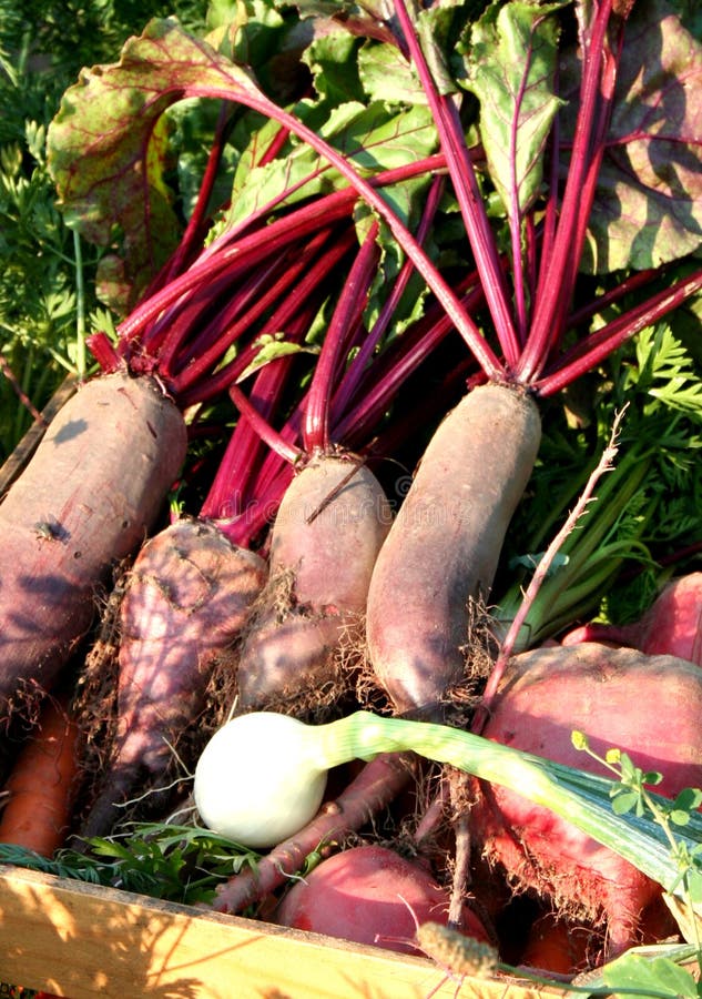 Red beet stock photo. Image of beetroot, beta, garden - 15298692
