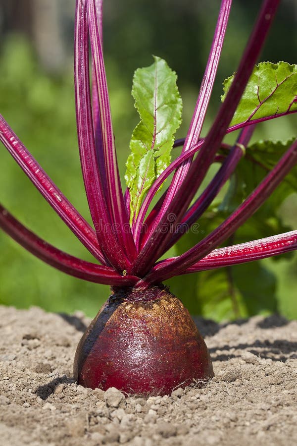 Red beet stock photo. Image of root, health, ground, edible - 26170448