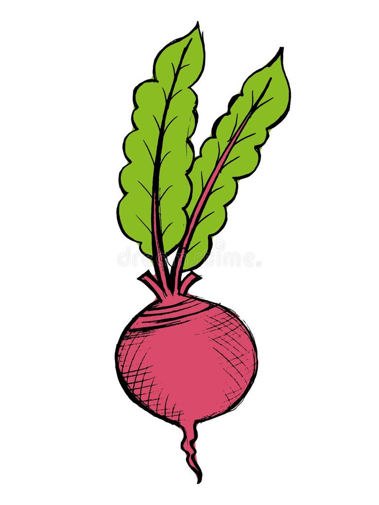 Red Beet Root Vegetable Stock Illustrations – 5,843 Red Beet Root ...