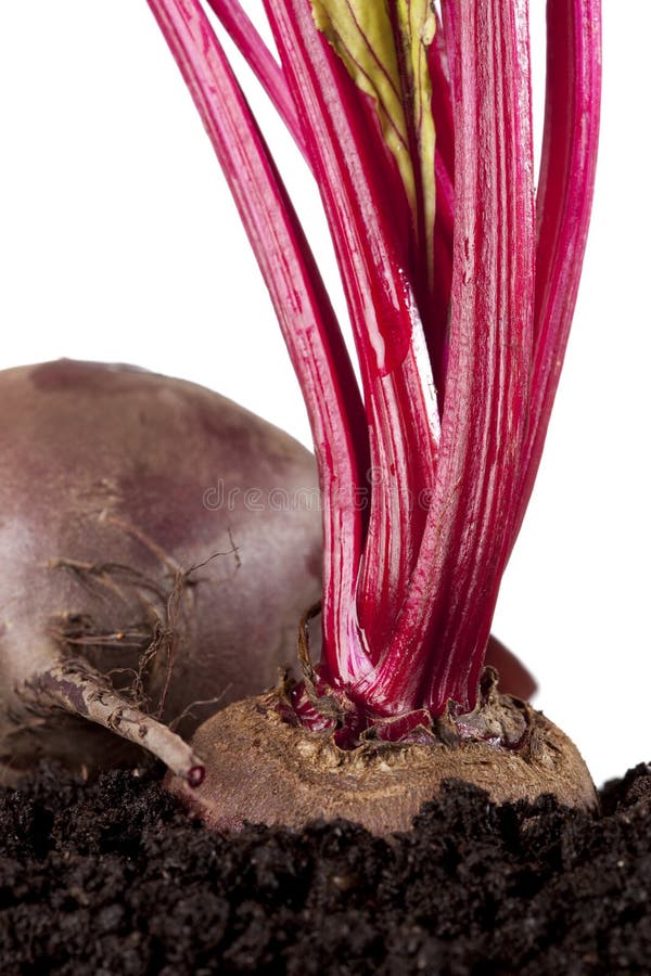 Red Beet Beetroot Growing in the Soil Stock Photo - Image of vegs ...