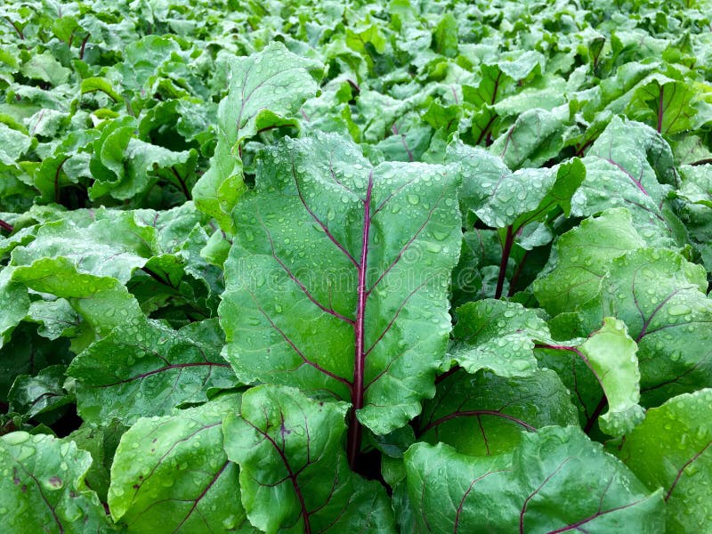 Red Beet Field with Raindrops before Harvest Stock Image - Image of ...