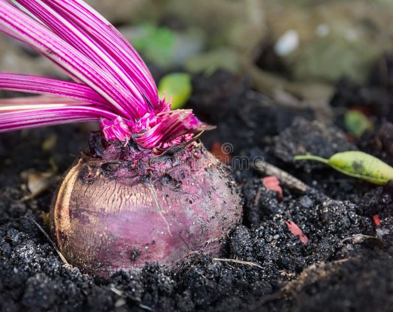 Red Beet in Garden Soil Plant Close Up Stock Image - Image of healthy ...