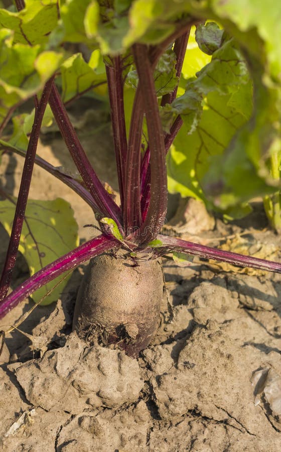 Red Beet Growing in the Ground in the Home Garden Stock Image - Image ...