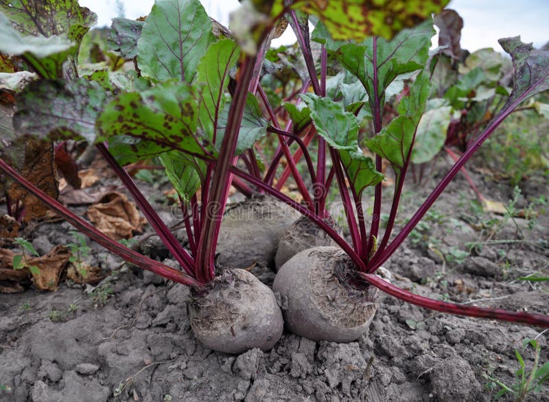 Red Beet in the Open Ground Stock Image - Image of beta, harvest: 147947163