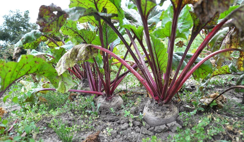 Red Beet in the Open Ground Stock Photo - Image of ground, garden ...