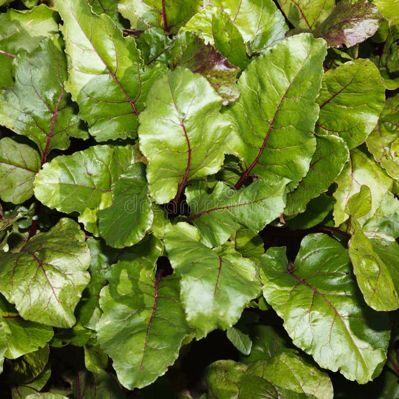Red beet leaves stock photo. Image of agriculture, greenery - 67519538