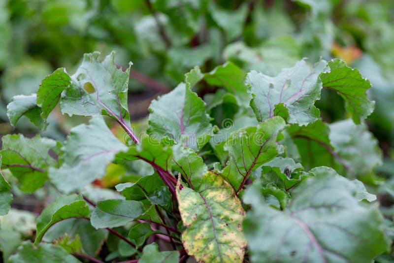 Red Beet Leaves in the Garden Stock Photo - Image of land, closeup ...