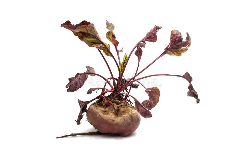 Red Beet with Leaves on a White Stock Image - Image of beetroot, green ...
