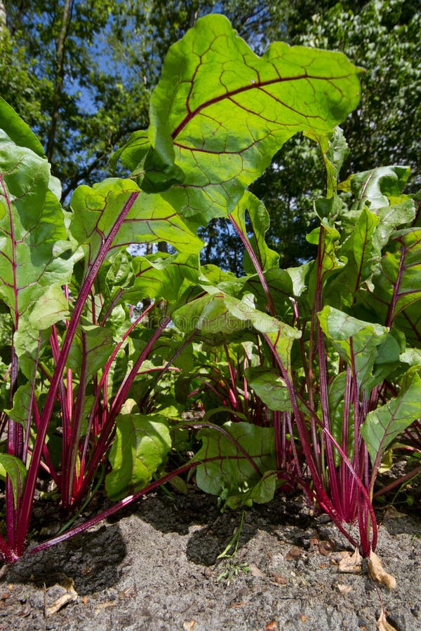 Red Beet In The Ground. Vegetable Garden. Cultivated Plants Stock Photo ...