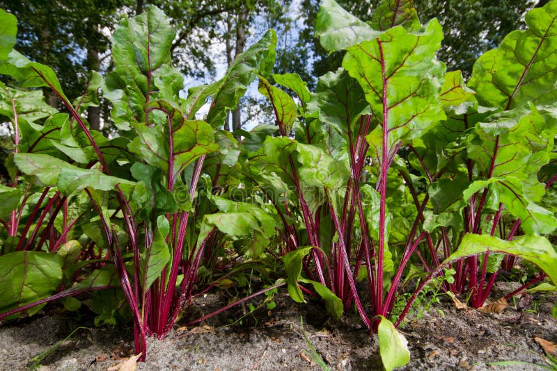 Red Beet stock image. Image of nutritious, healthy, nutrition - 152256415