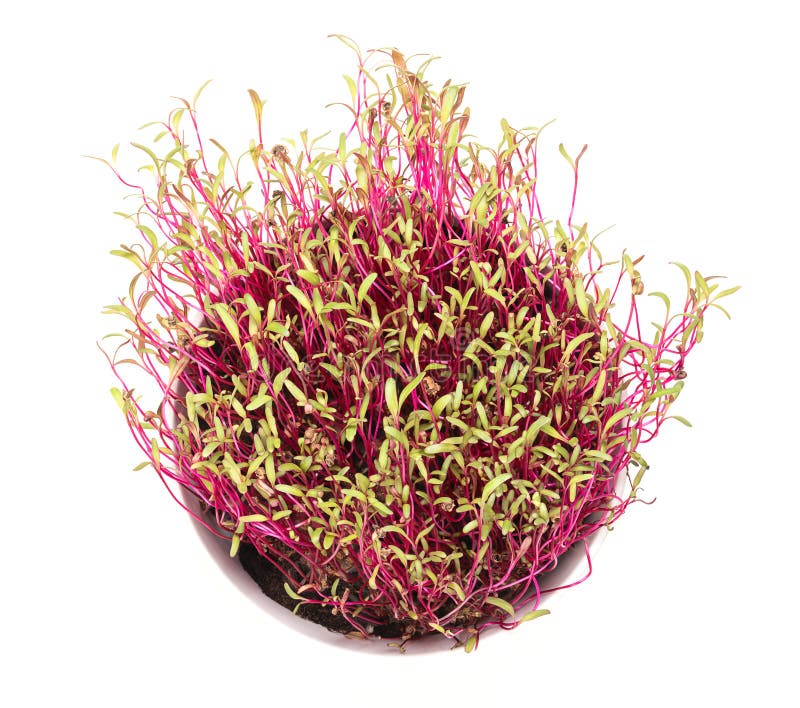 Red Beet Microgreens, Seedlings of Beetroot, Potted in a White Bowl ...