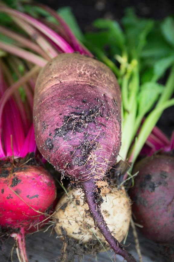 Red Beet Multicolor Various, Close Up Stock Photo - Image of ripe ...